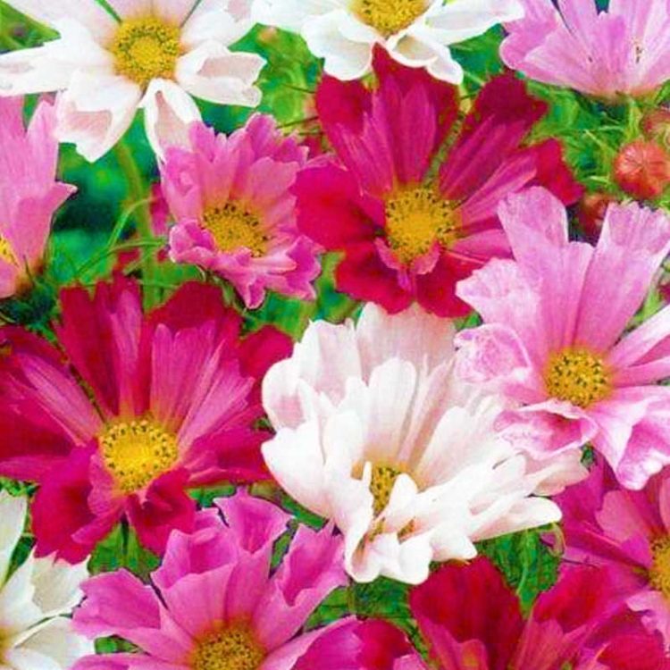 Seminte de Fluturasi Cosmos Bipinnatus Sea Stars Mixed