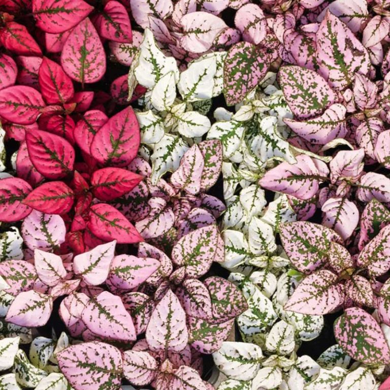 Seminte de Planta cu Pistrui Hypoestes Splash Select Mix