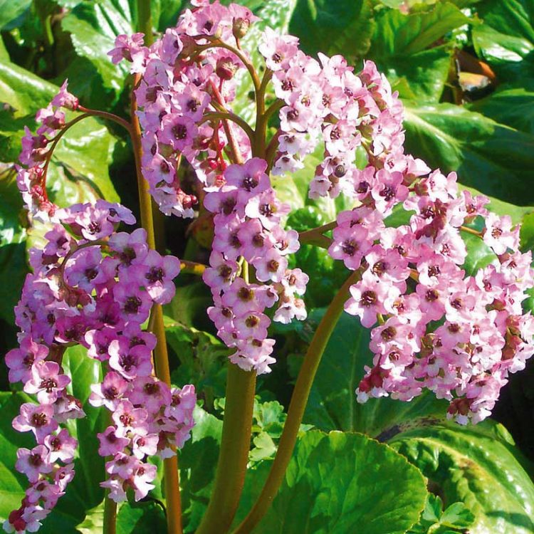 Seminte de Bergenia Cordifolia Rose Elephant Ears