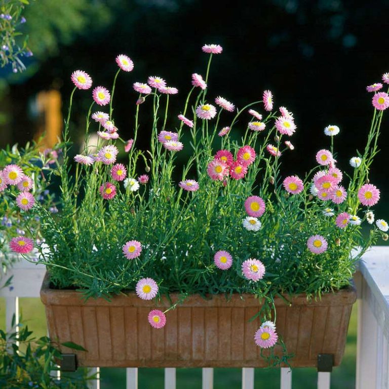 Seminte de Imortele Helipterum Double Flowered Acroclinium Roseum