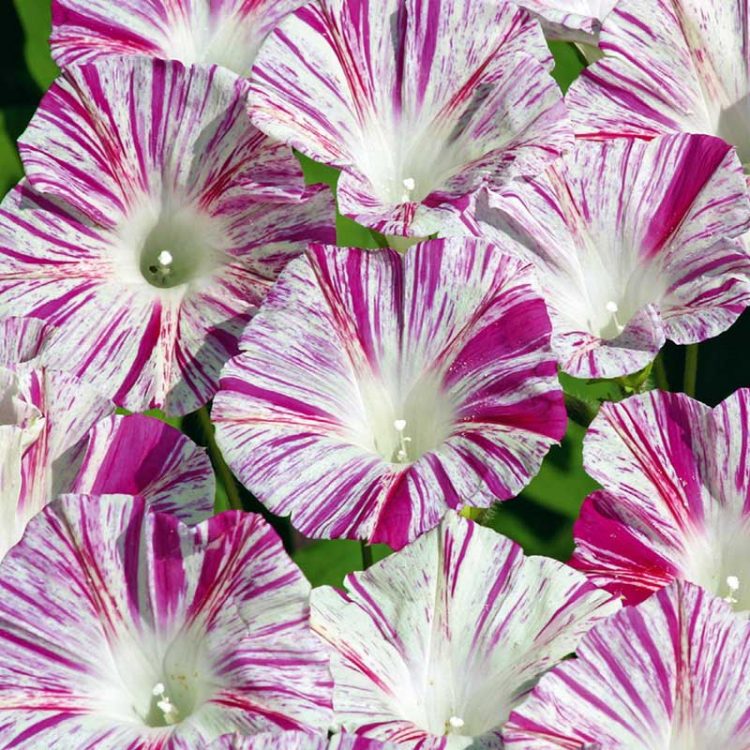 Seminte de Zorele Ipomoea Purpurea Venise Pink Morning Glory