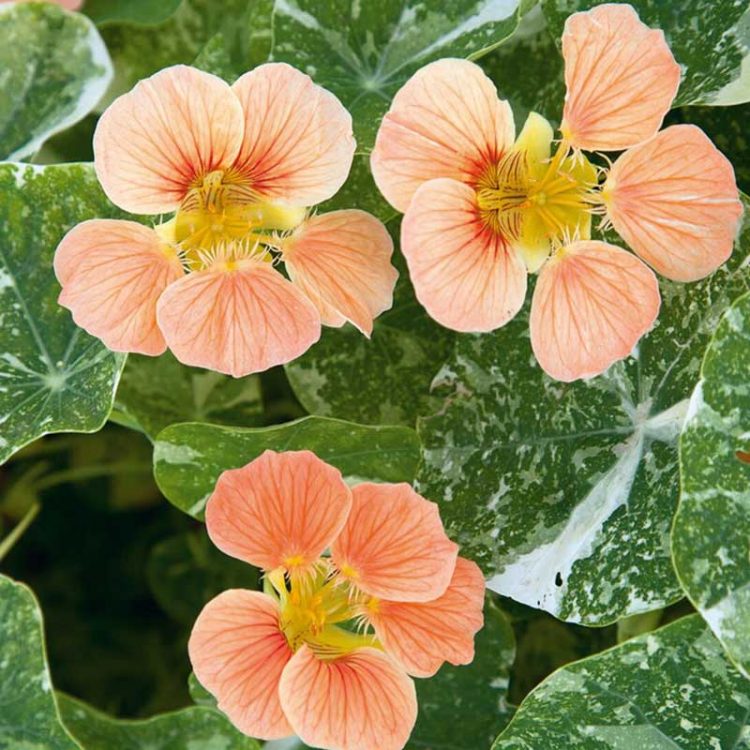 Seminte de Condurul Doamnei Pitic Nasturtium Alaska Salmon