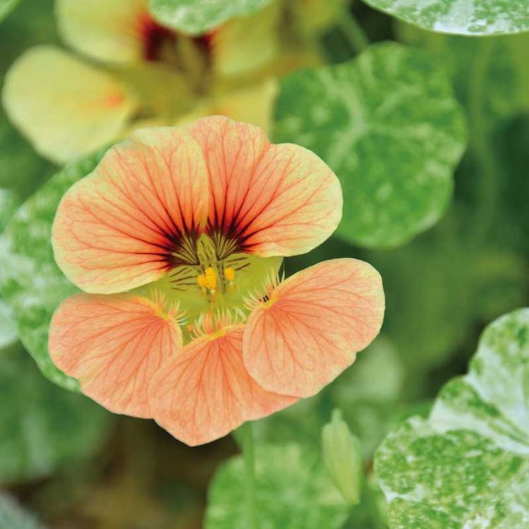 Seminte de Condurul Doamnei Pitic Nasturtium Alaska Salmon