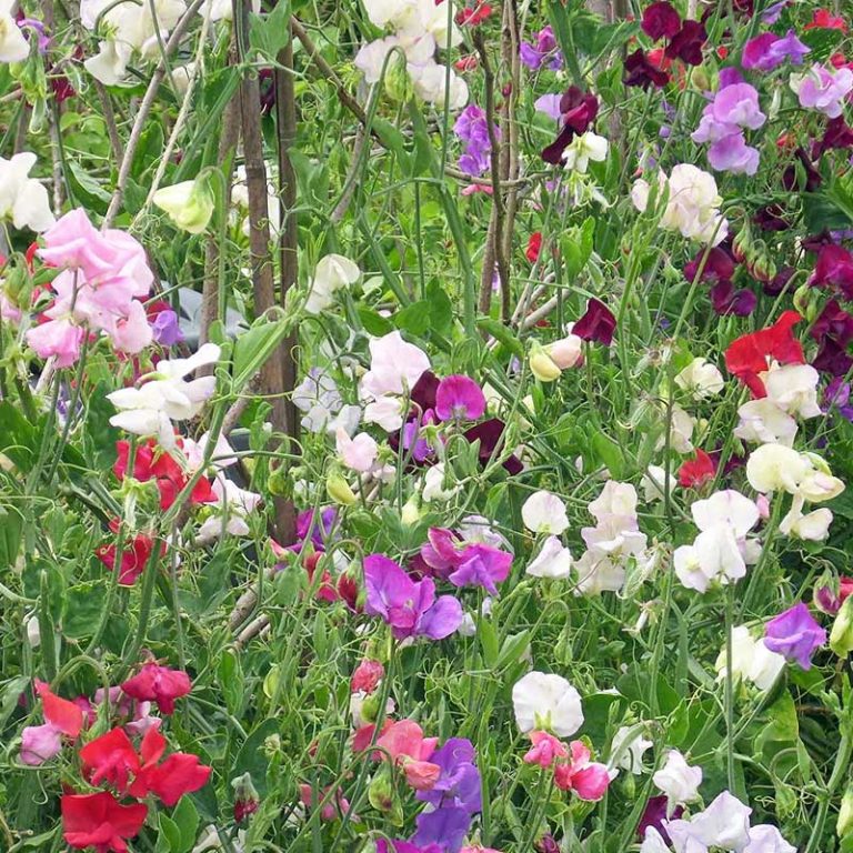 Seminte de Mazariche Parfumata Sweet Pea Royal Family Mixed