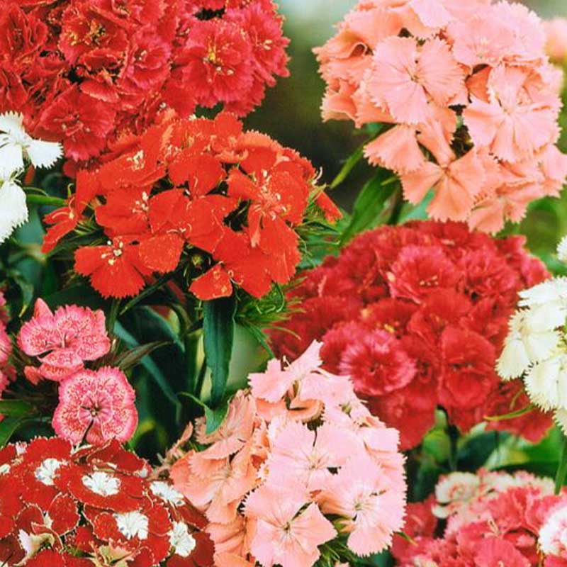 Seminte de Garofite Sweet William Single Flowered Mix Dianthus Barbatus