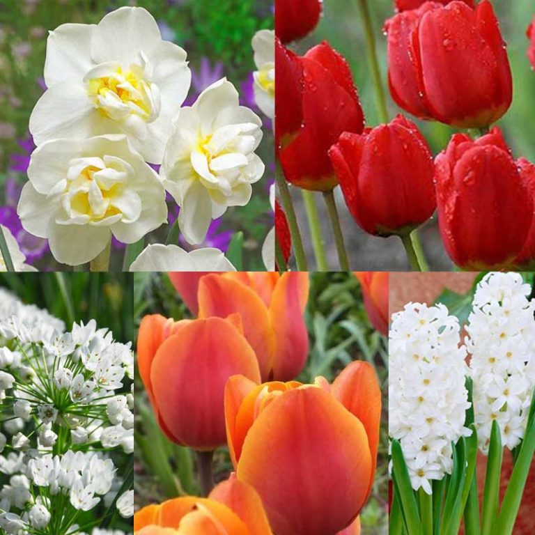 Bulbi de flori de toamna - Seminte de Flori Profesionale