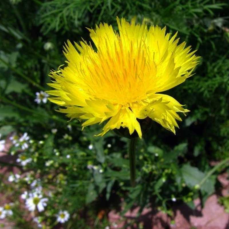 Seminte de Albastrele Sweet Sultan Yellow Amberboa Moschata