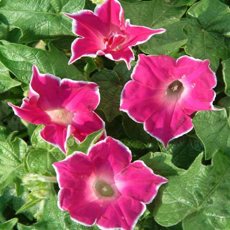 Seminte de Zorele Japoneze Ipomoea Nil Kikyo-Zaki Mixed