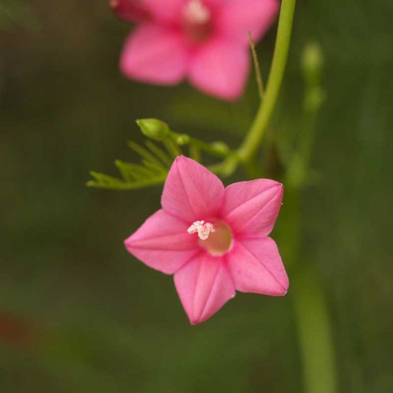 Seminte de Zorele Ipomoea Quamoclit Pennata Rose