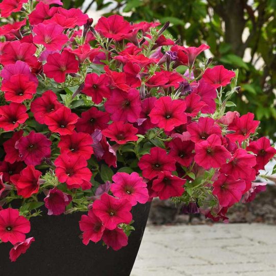 Seminte de Petunie Curgatoare Hibrida Petunia Wave F1 Carmine Velour