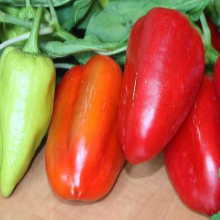 Lista tuturor semintelor de legume - Pagina 5 din 11 - Seminte de Flori ...