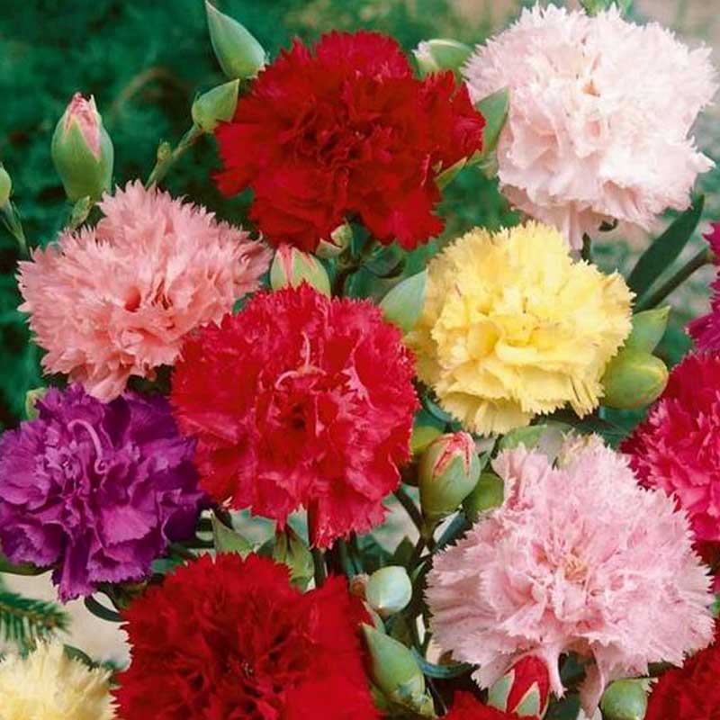 Seminte de Garoafe Carnation Chabaud Mixed - Dianthus Caryophyllus