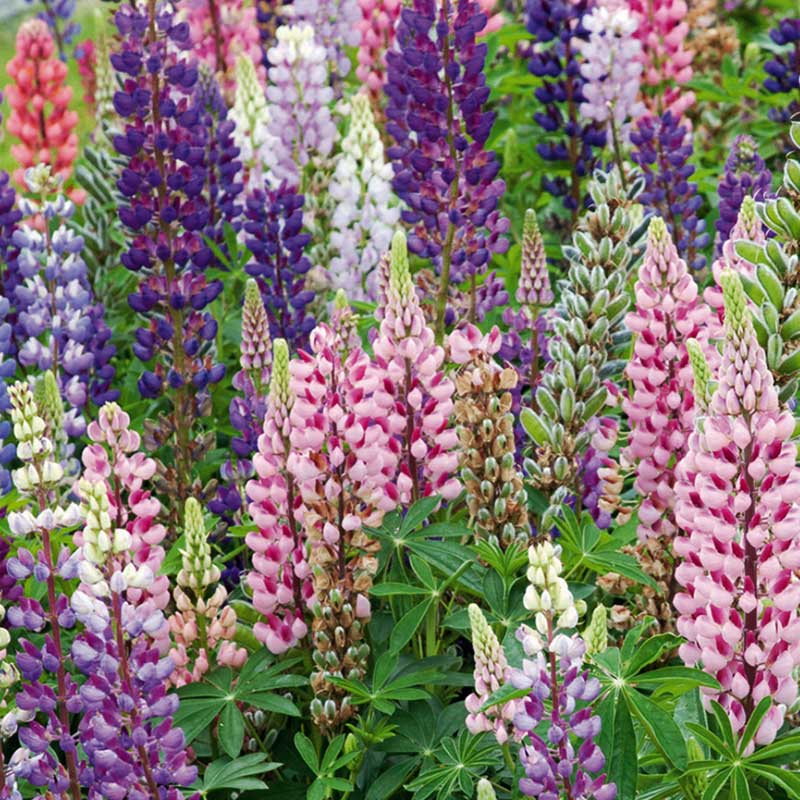 Seminte de Cafeluta Bicolora Lupinus Polyphyllus Russel's Hybrids Mixed