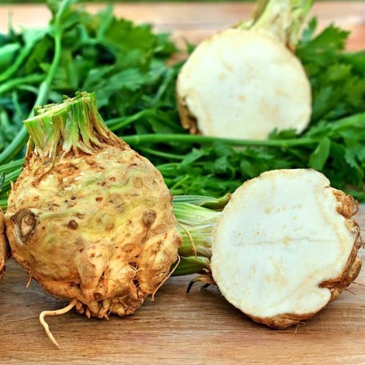 Seminte de Telina de Radacina Dacia - SCDL Buzau