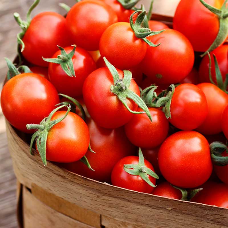 Seminte de Rosii Cherry Coralina - SCDL Buzau