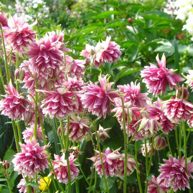 Magazin - Seminte de Flori Profesionale