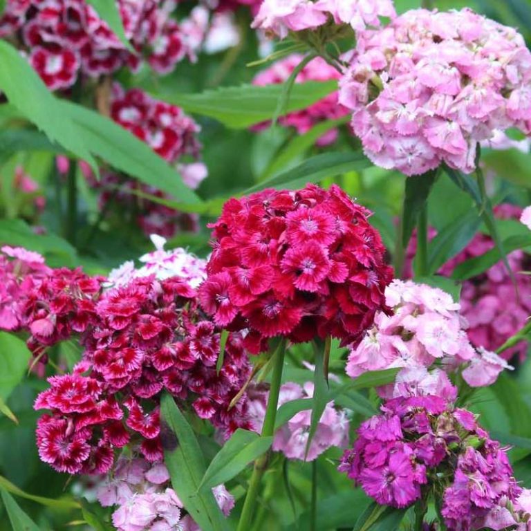 Seminte de Garofite Turcesti Sweet William Indian Carpet Dwarf Single Mix