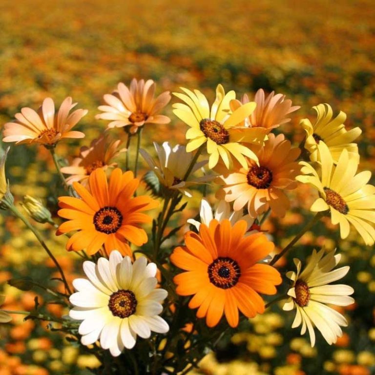 Seminte de Margarete Africane Dimorphotheca Sinuata Pastel Shades Mix