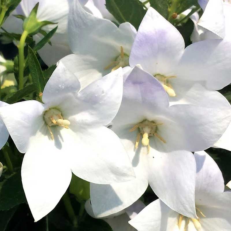 Seminte de Floare Balon Platycodon Grandiflora White