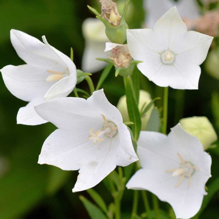 Seminte de Floare Balon Platycodon Grandiflora White