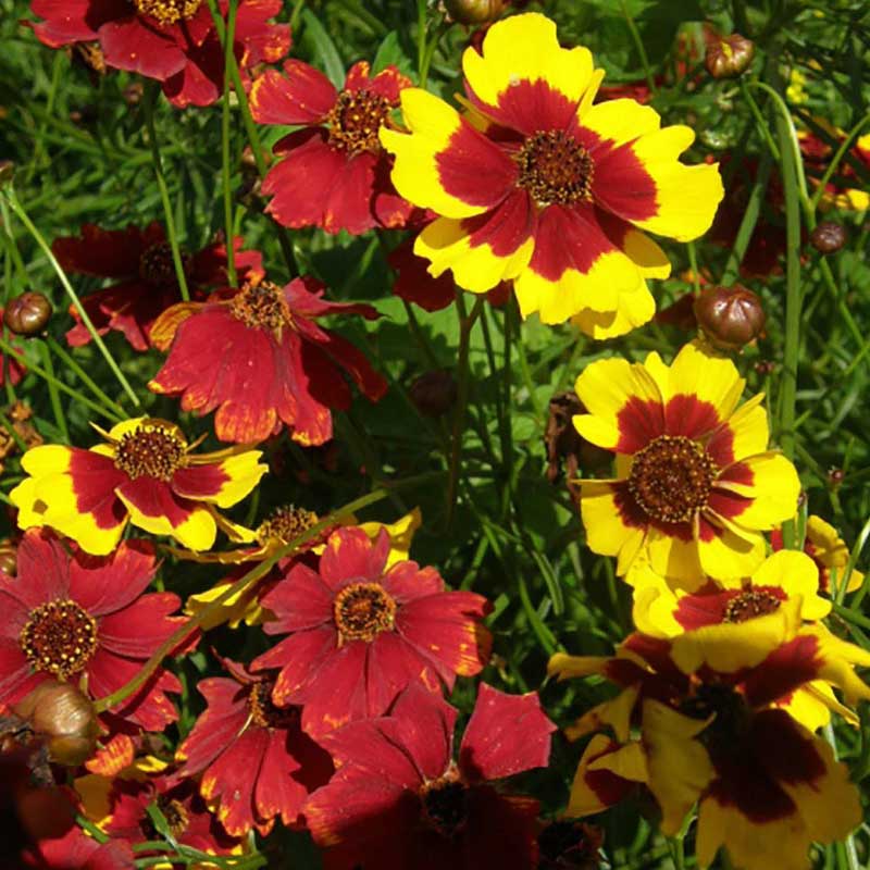 Seminte de Ochiul Fetei Coreopsis Tinctoria Tall Mixed - SeminteFlori.com
