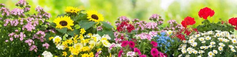 Seminte de flori, legume si plante aromatice la cele mai bune preturi