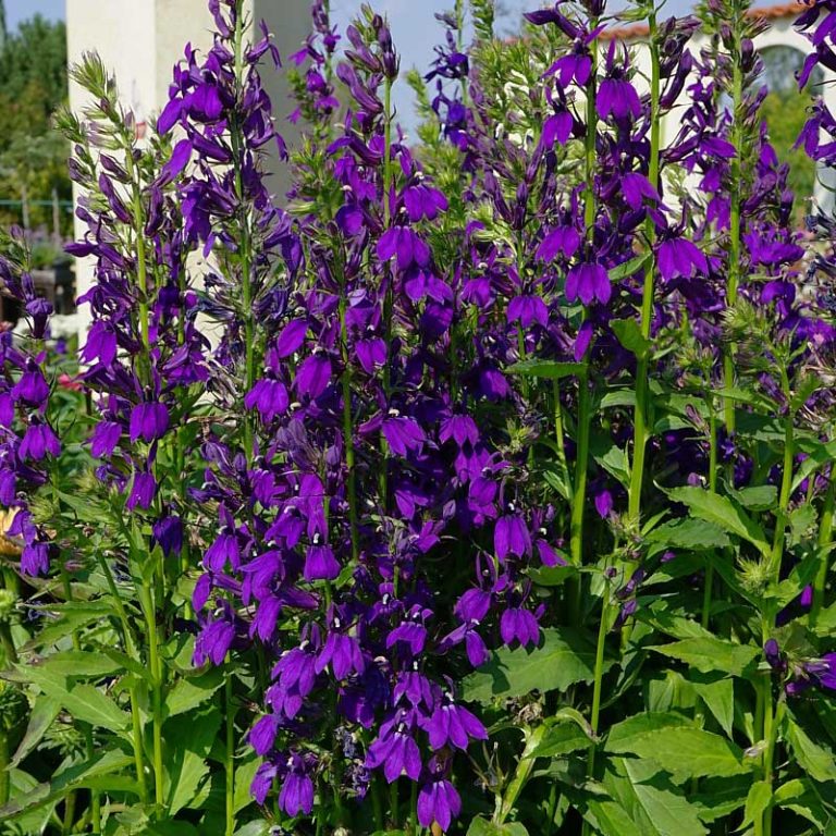 Seminte de Lobelie Hibrida Lobelia Speciosa Starship F1 Blue