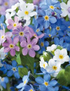 Seminte de flori, legume si plante aromatice la cele mai bune preturi
