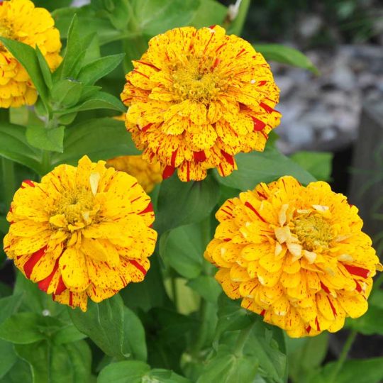 Seminte de Carciumarese Zinnia Elegans Pop Art Golden and Red