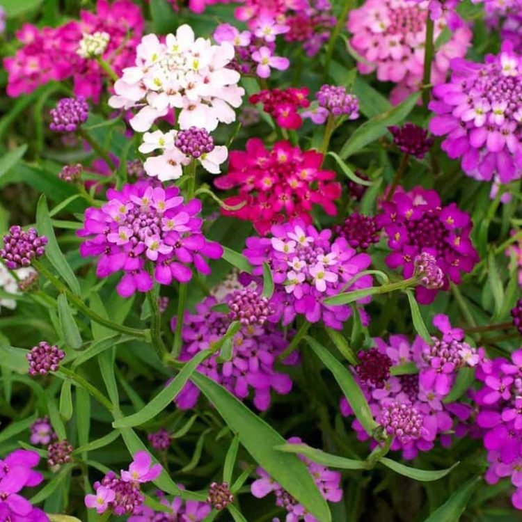 Seminte de Lilicele Iberis Umbellata Fairy Mixed - SeminteFlori.com