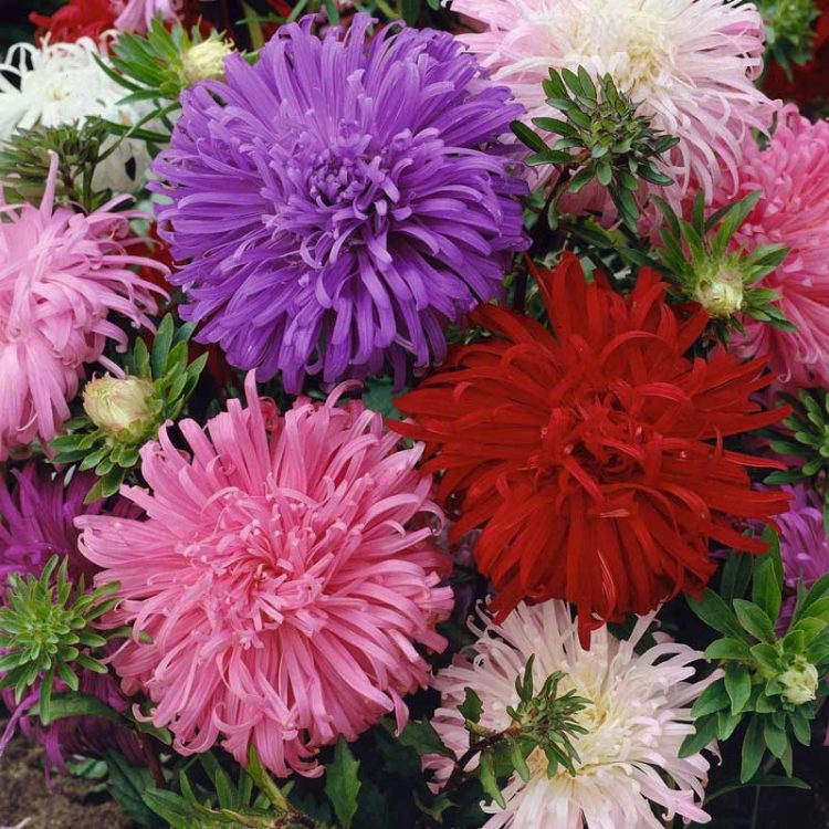 Seminte de Ochiul Boului Aster Ostrich Feather Mixed