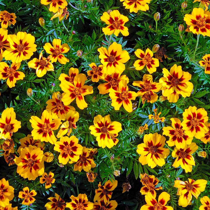 Seminte de Craite Marigold French Starfire Tagetes Tenuifolia