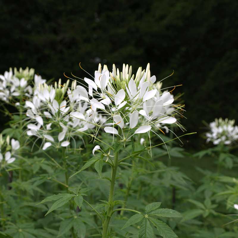 Seminte de Planta Paianjen Cleome Hassleriana White Queen