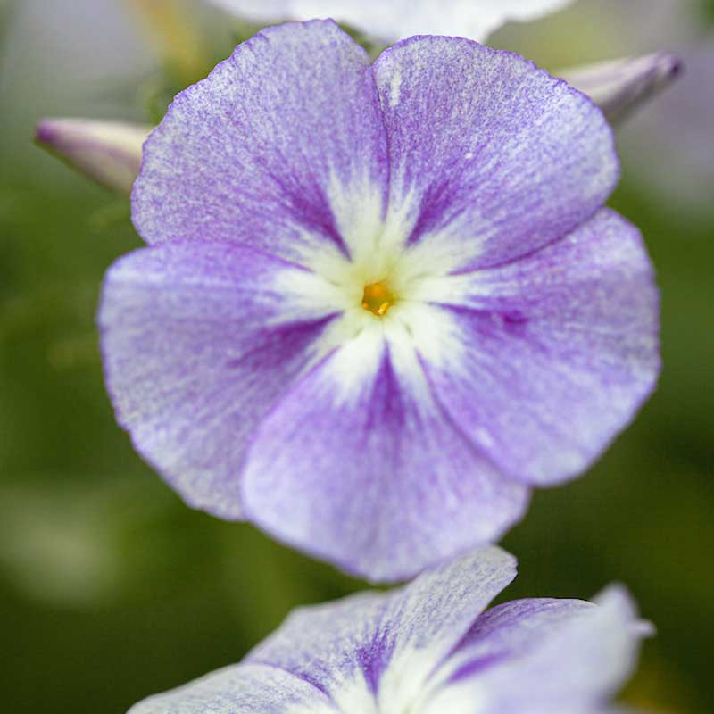 Seminte de Brumarele Phlox Blue Beauty - SeminteFlori.com