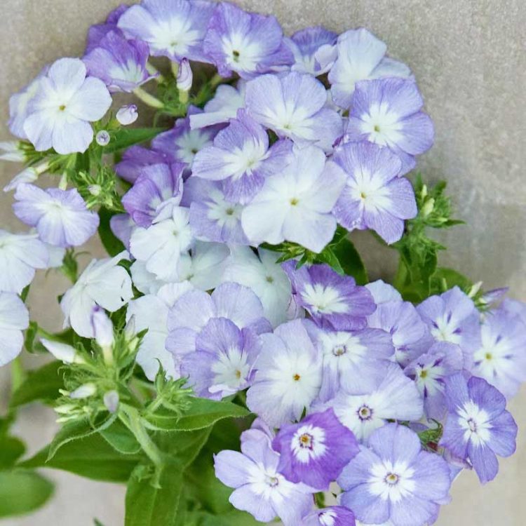 Seminte de Brumarele Phlox Blue Beauty - SeminteFlori.com