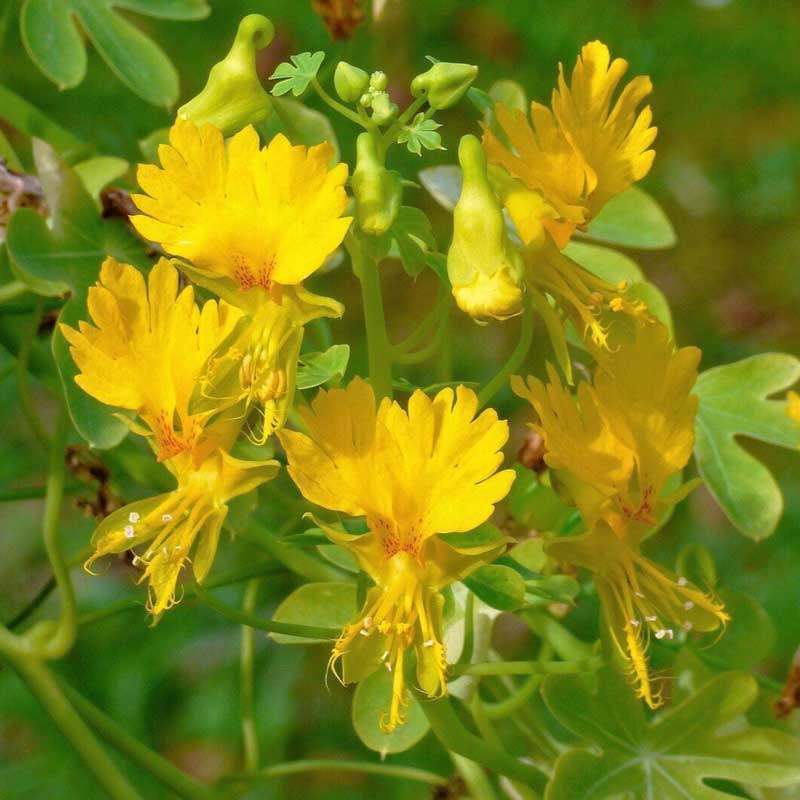 Seminte de Condurul Doamnei Tropaeolum Yellow Canary Creeper