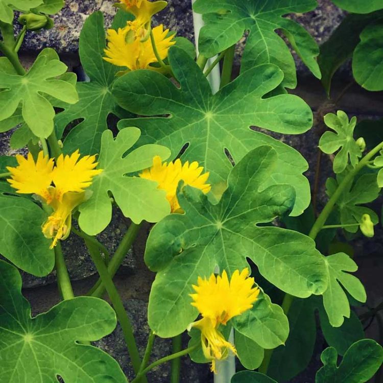 Seminte de Condurul Doamnei Tropaeolum Yellow Canary Creeper