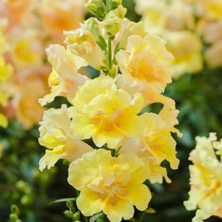 Seminte de Gura Leului Antirrhinum Twinny F1 Double Yellow Shades