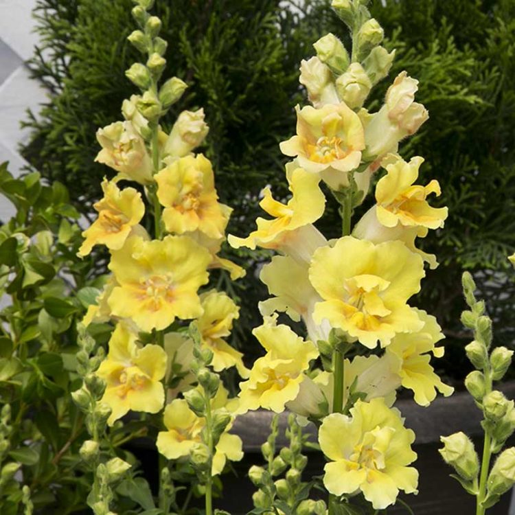 Seminte de Gura Leului Antirrhinum Twinny F1 Double Yellow Shades