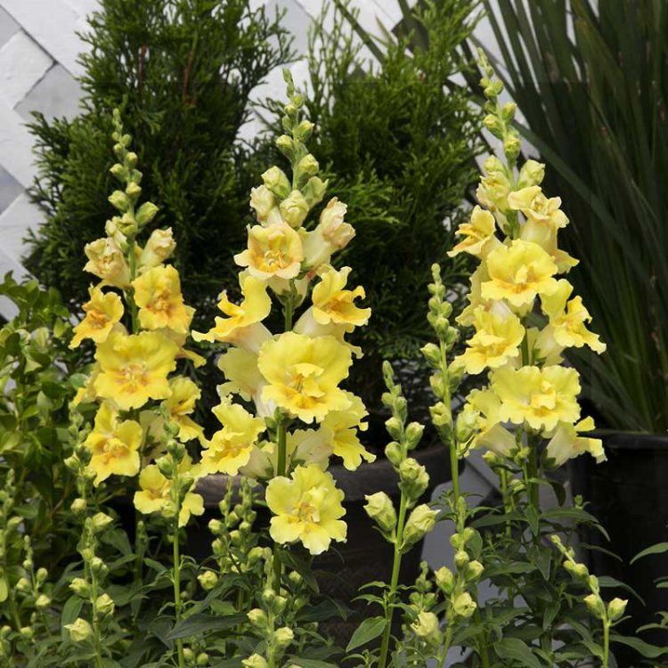Seminte de Gura Leului Antirrhinum Twinny F1 Double Yellow Shades
