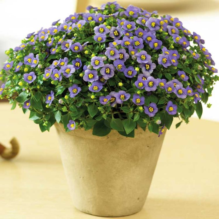Seminte de Violeta Persana Exacum Affine Midget Blue