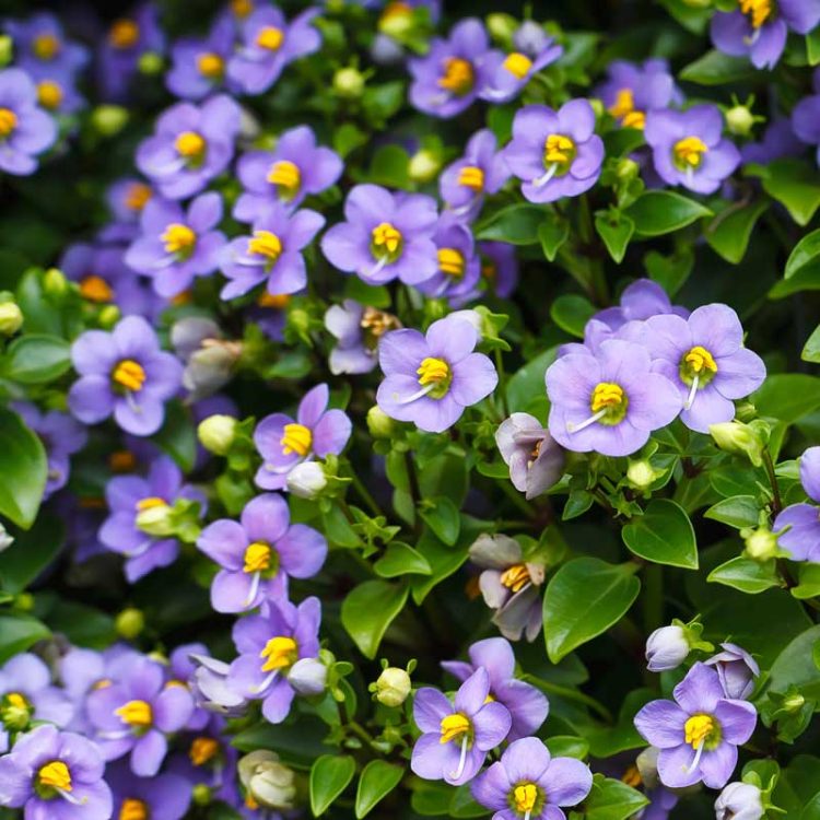 Seminte de Violeta Persana Exacum Affine Midget Blue