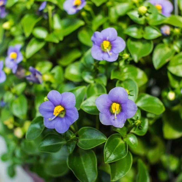 Seminte de Violeta Persana Exacum Affine Midget Blue