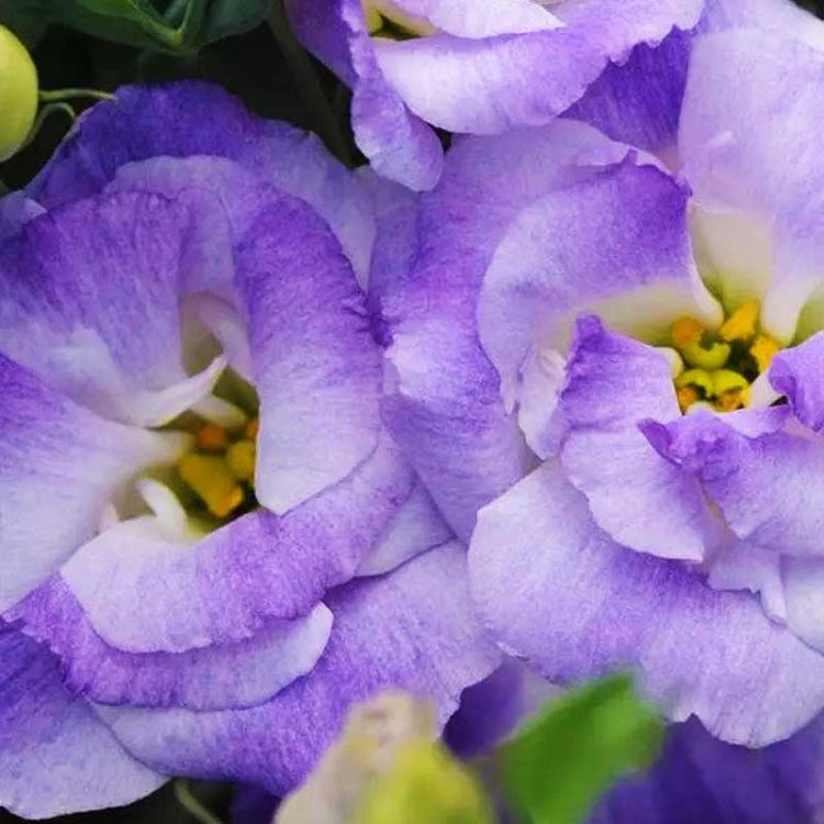 Seminte de Eustoma Lisianthus Sky Blue