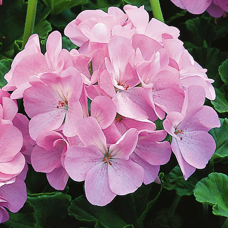 Seminte de Muscate Zonale Pelargonium Maverick F1 Quicksilver