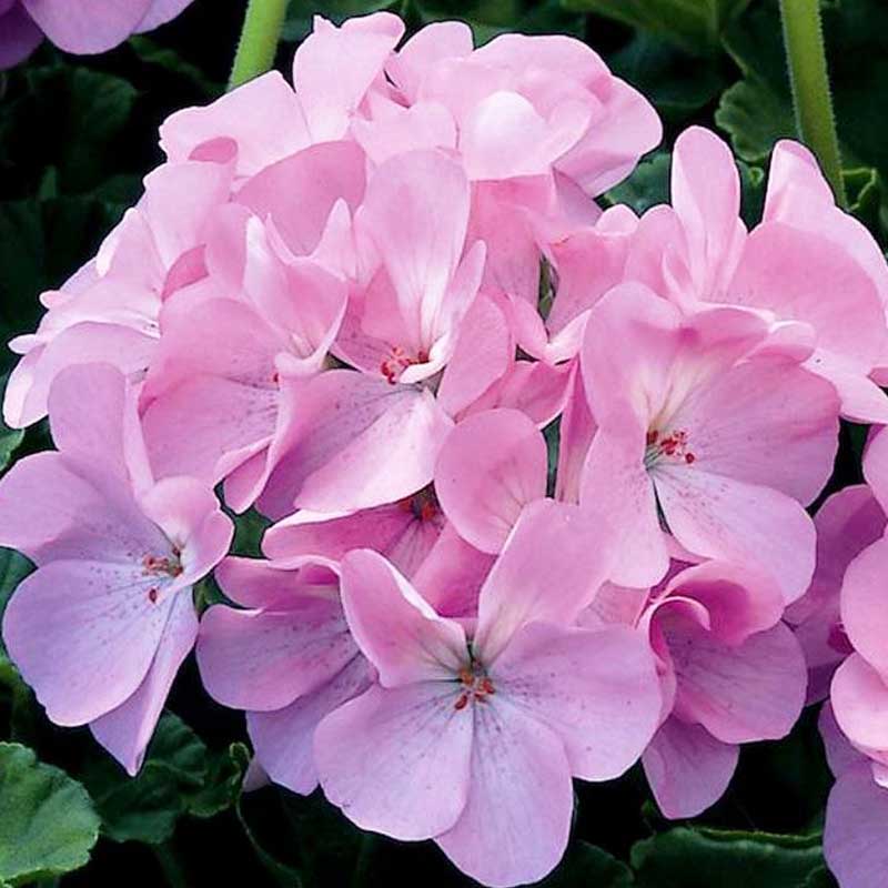 Seminte de Muscate Zonale Pelargonium Maverick F1 Quicksilver