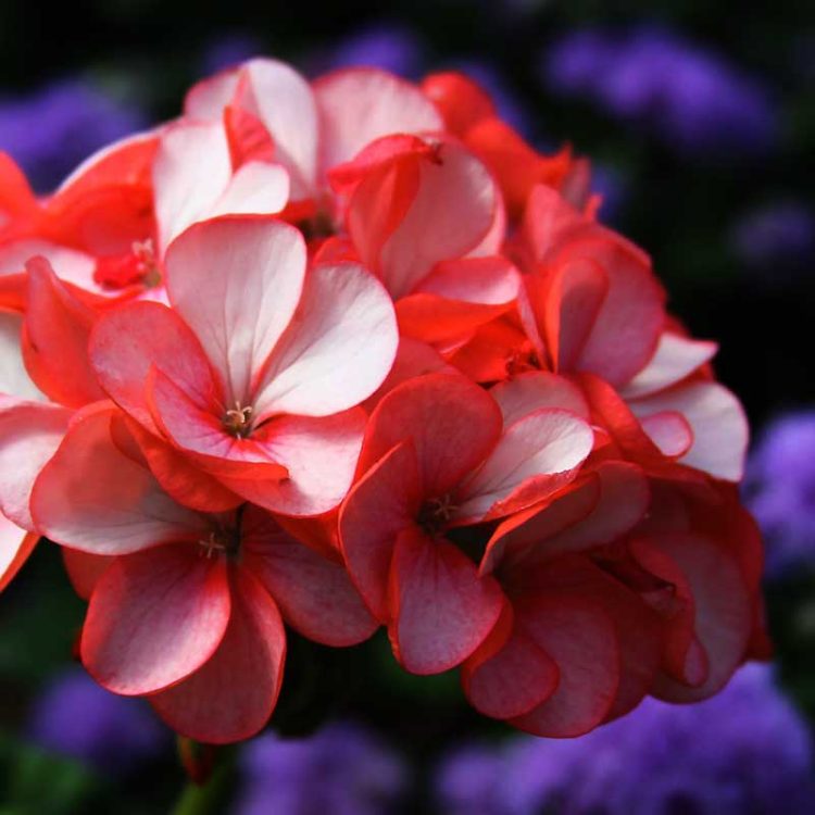 Seminte de Muscate Pelargonium Maverick F1 Scarlet Picotee