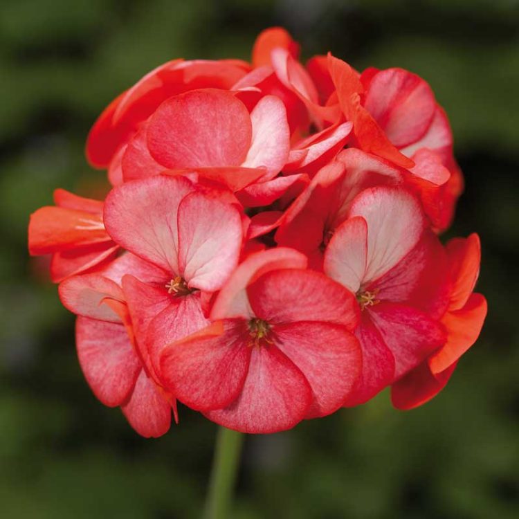 Seminte de Muscate Pelargonium Maverick F1 Scarlet Picotee