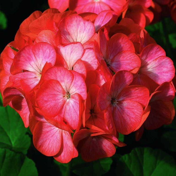 Seminte de Muscate Pelargonium Maverick F1 Scarlet Picotee