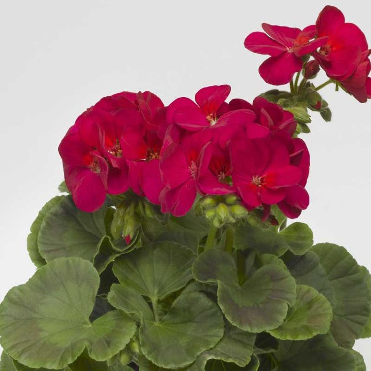 Seminte de Muscate Zonale Pelargonium Multibloom F1 Violet